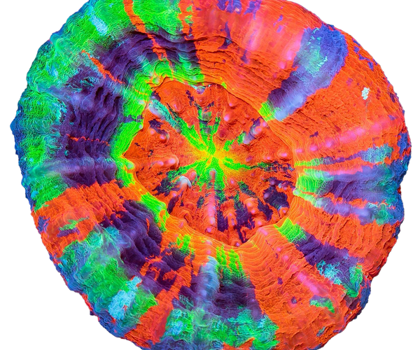 Social Links – Aqua SD