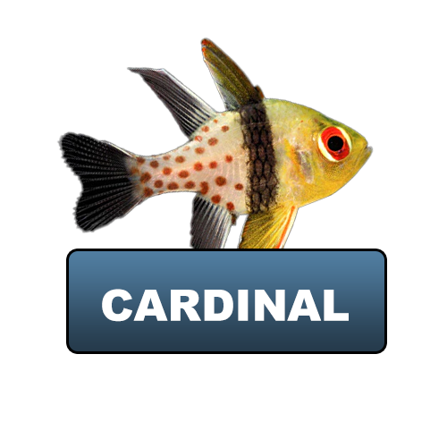 Cardinalfish – Aqua SD