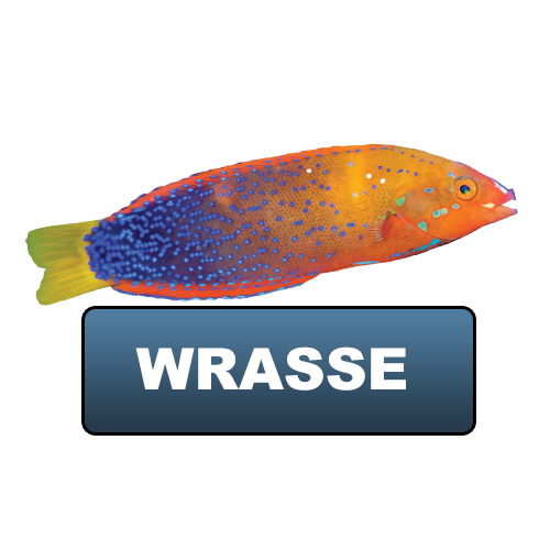Wrasses – Aqua SD