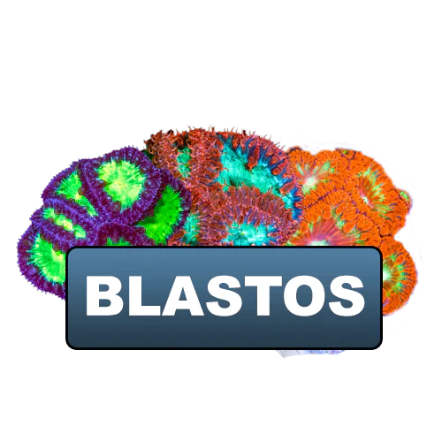 Blastos – Aqua SD