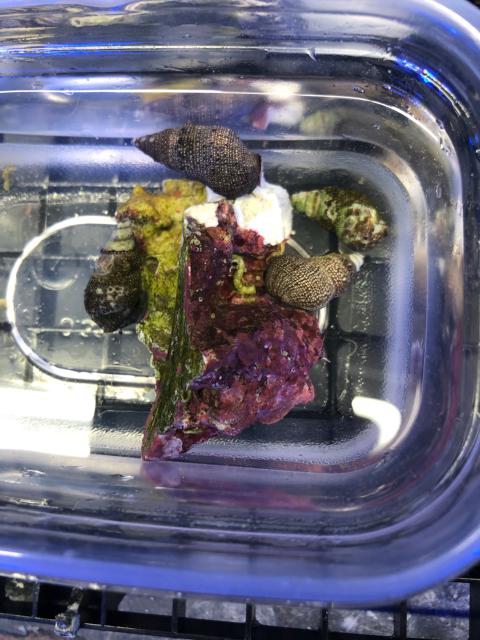 Cerith Snails – Aqua SD