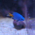 Yellowtail Blue Damsel – Aqua SD