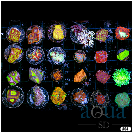 Frag Packs – Aqua SD