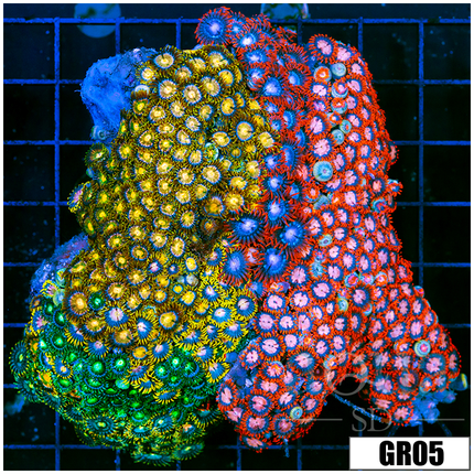 AquaSD | ASD Large Combo Zoanthids Colony | Corals For Sale – Aqua SD