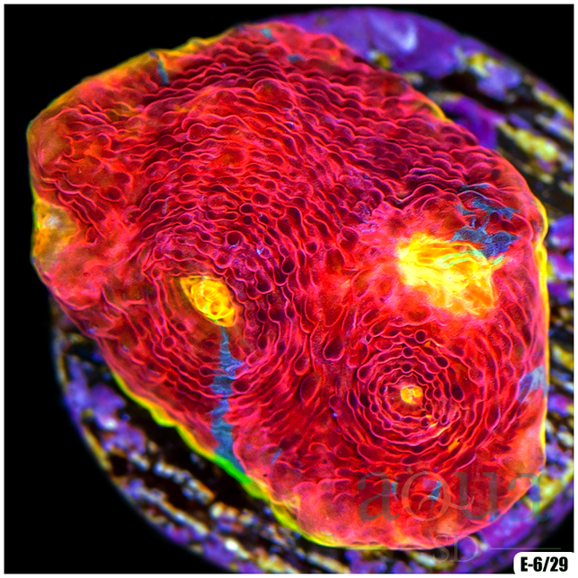 Chalices – Aqua SD