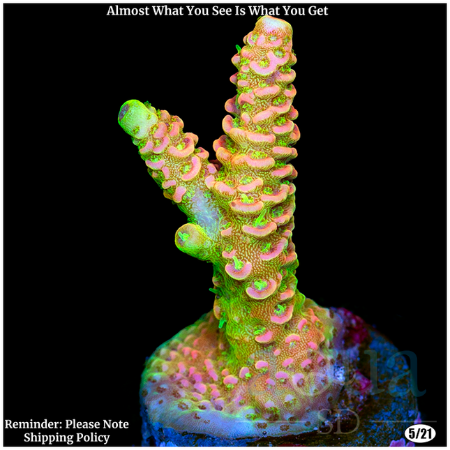 New Arrivals – Aqua SD