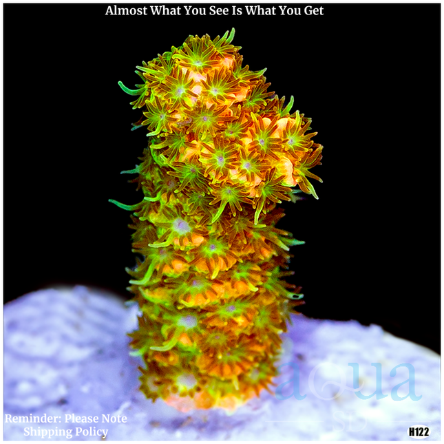 New Arrivals – Aqua SD