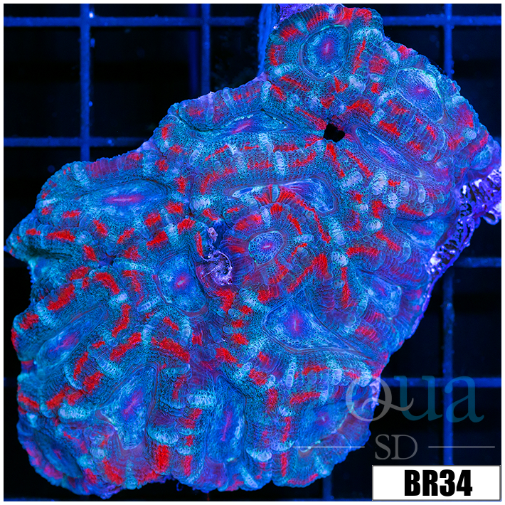 ASD Superman Acan Colony Starter – Aqua SD