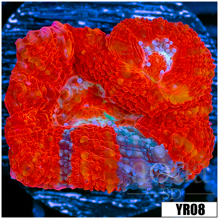 AquaSD | ASD Warpaint Bowerbanki | Corals For Sale – Aqua SD