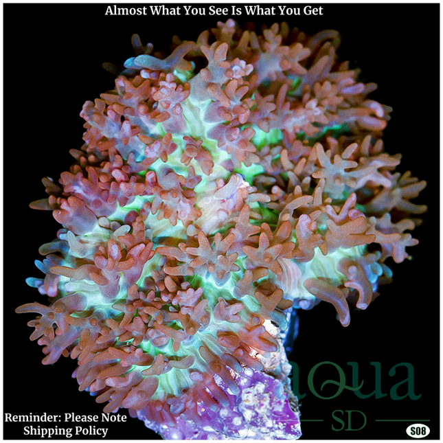 New Arrivals – Aqua SD