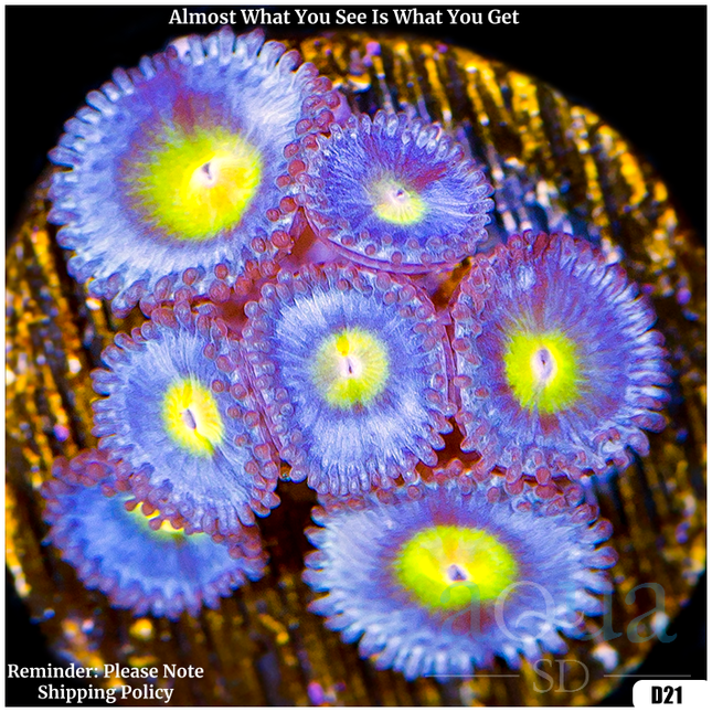 Zoas & Palys – Aqua SD