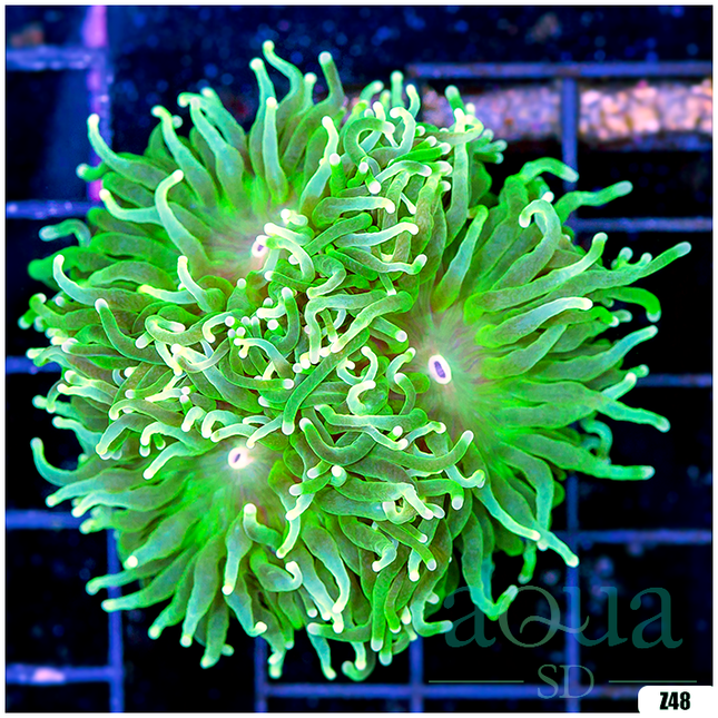 ASD TREASURE VAULT – Aqua SD