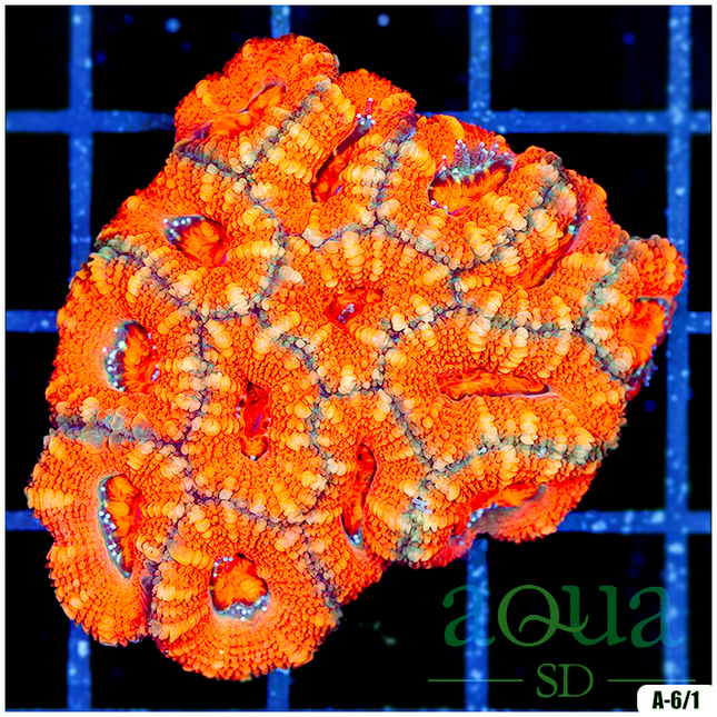 Clearance Acans – Aqua SD