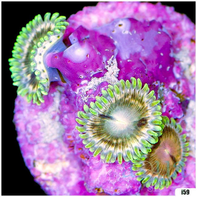 Zoas & Palys – Aqua SD