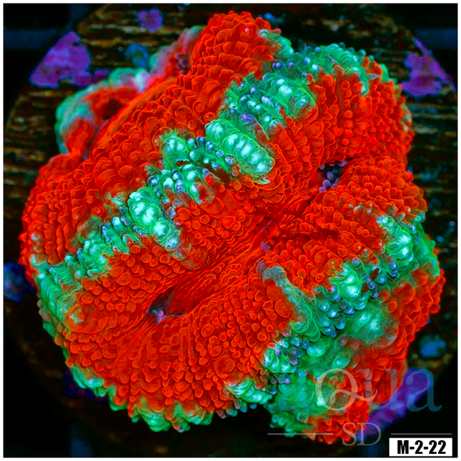 New Arrivals – Aqua SD