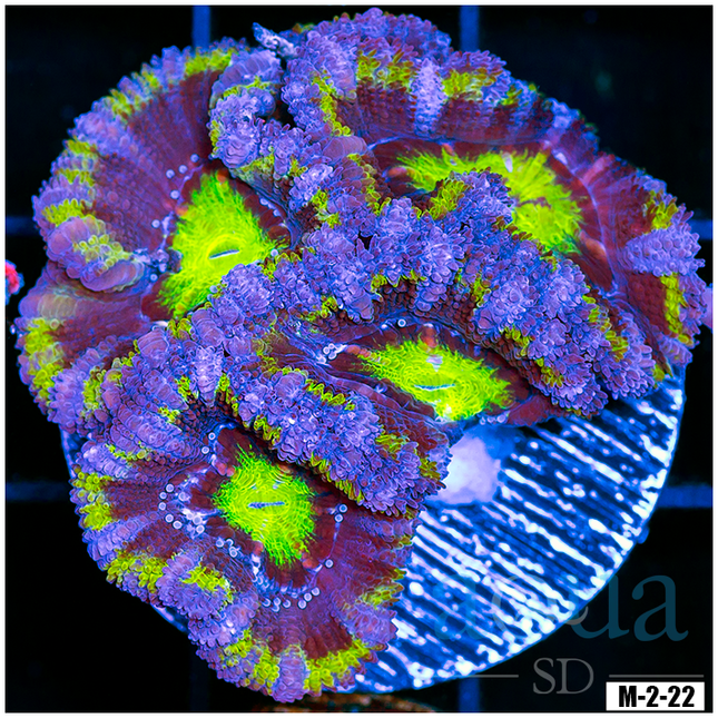 New Arrivals – Aqua SD