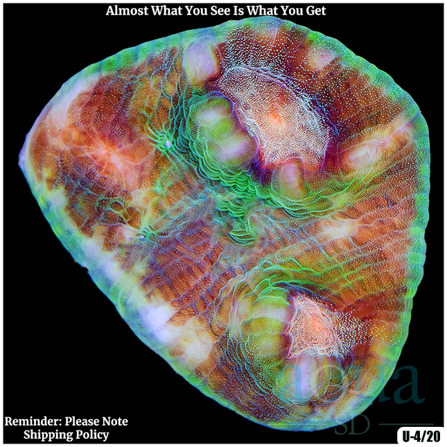 Other LPS – Aqua SD