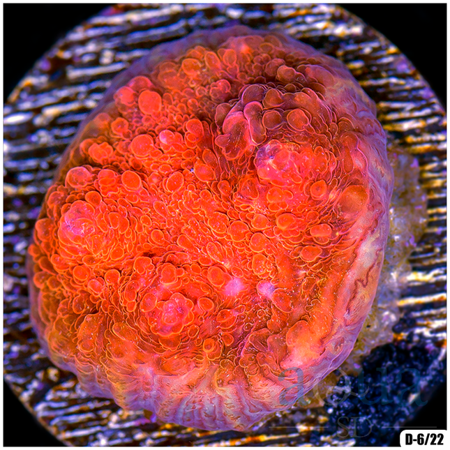 Clearance Chalices – Aqua SD