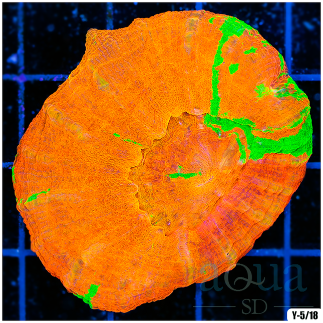 New Arrivals – Aqua SD