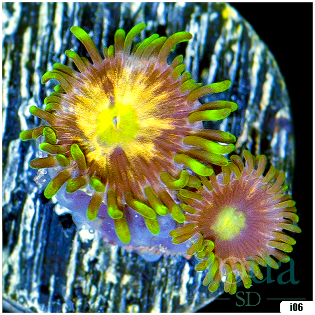 Zoas & Palys – Aqua SD