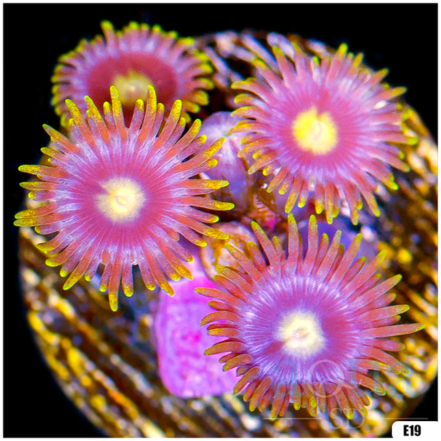 Zoas & Palys – Aqua SD