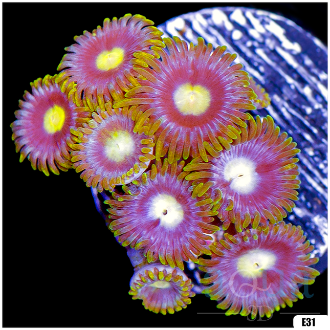 Zoas & Palys – Aqua SD