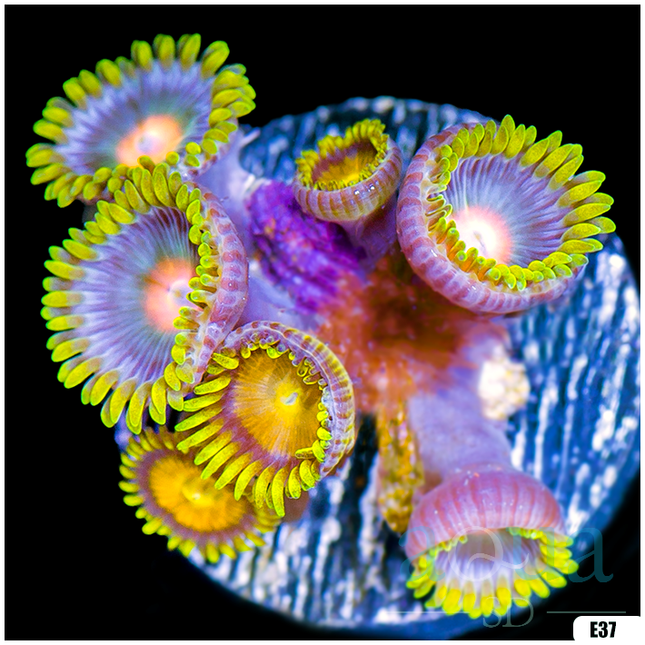 Zoas & Palys – Aqua SD