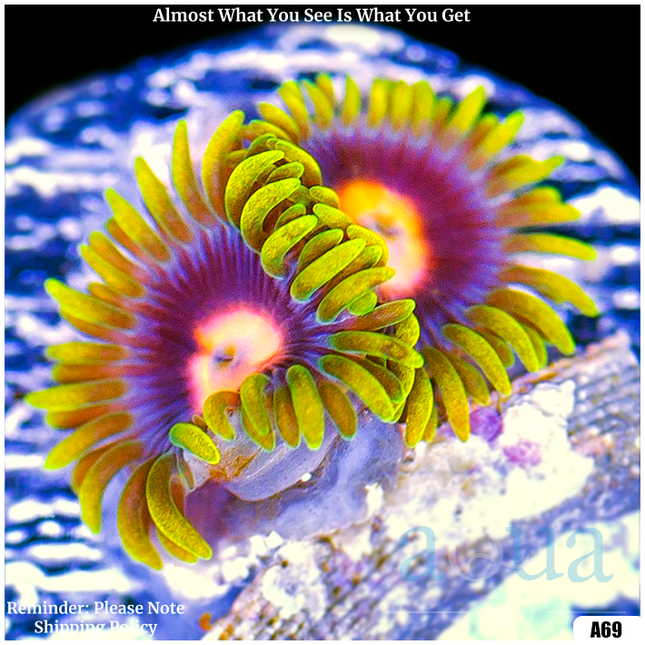 Zoas & Palys – Aqua SD