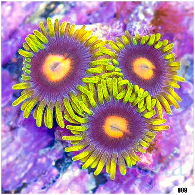 Zoas & Palys – Aqua SD