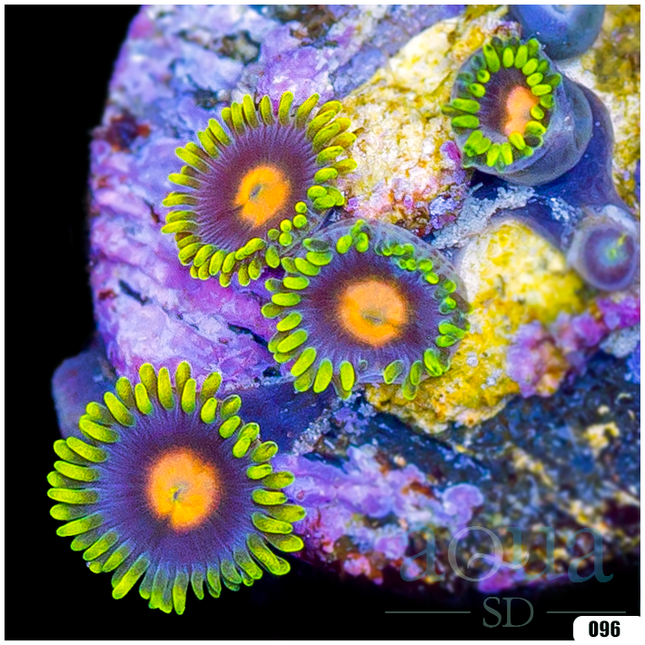 Zoas & Palys – Aqua SD