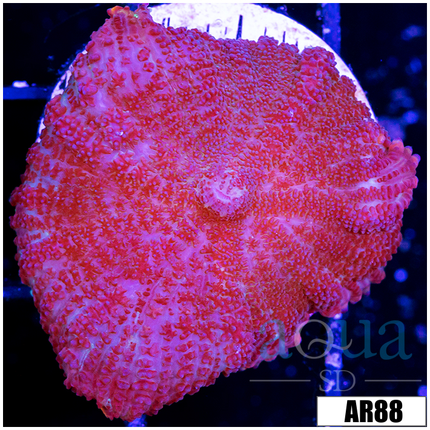 Blue Wave Rhodactis – Aqua SD