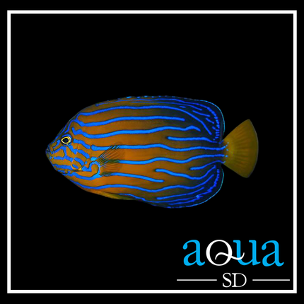 Blue Line Angelfish – Aqua SD