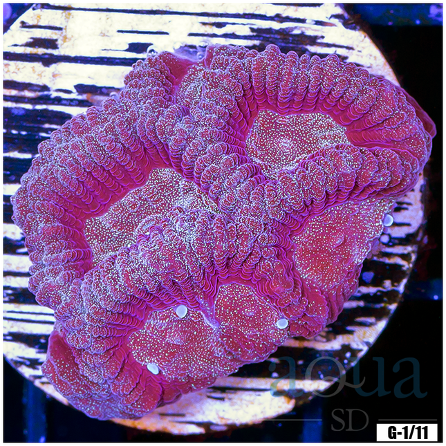 New Arrivals – Aqua SD