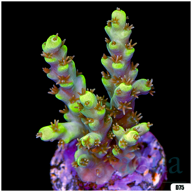 New Arrivals – Aqua SD