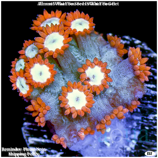 AquaSD | Cave of Wonder Goni | Corals For Sale – Aqua SD