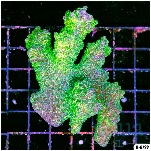 Clearance Other LPS – Aqua SD