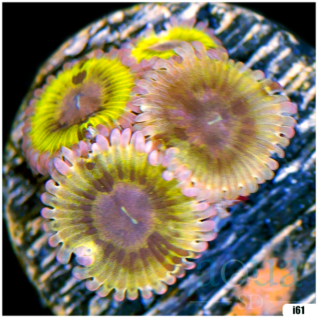 Zoas & Palys – Aqua SD