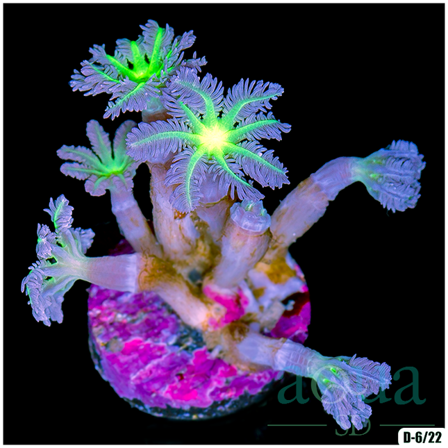 Clearance Other LPS – Aqua SD