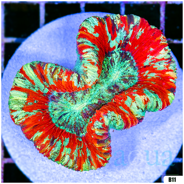 Wellsos & Trachys – Aqua SD