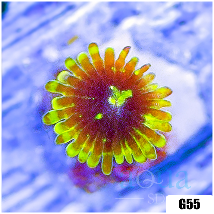 exosphere zoa