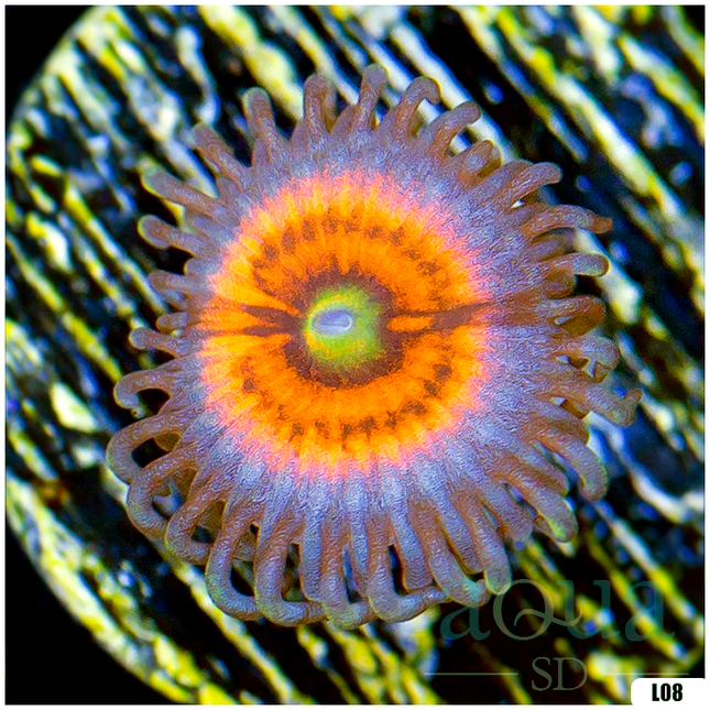 All Clearance – Aqua SD