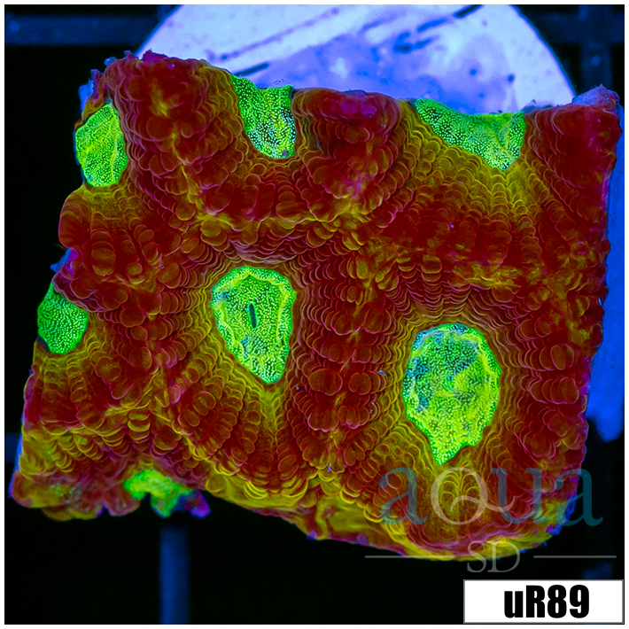 Gold Rim Acid Rain Favia Frag – Aqua SD