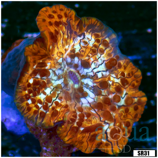 Mushrooms – Aqua SD