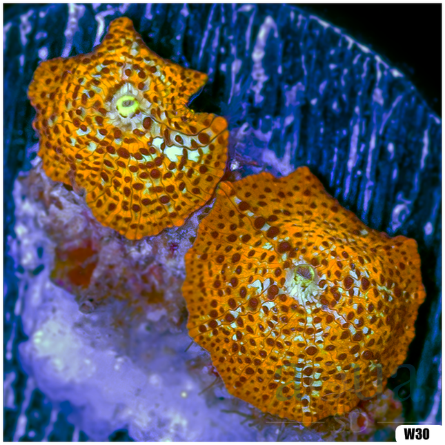 Mushrooms – Aqua SD