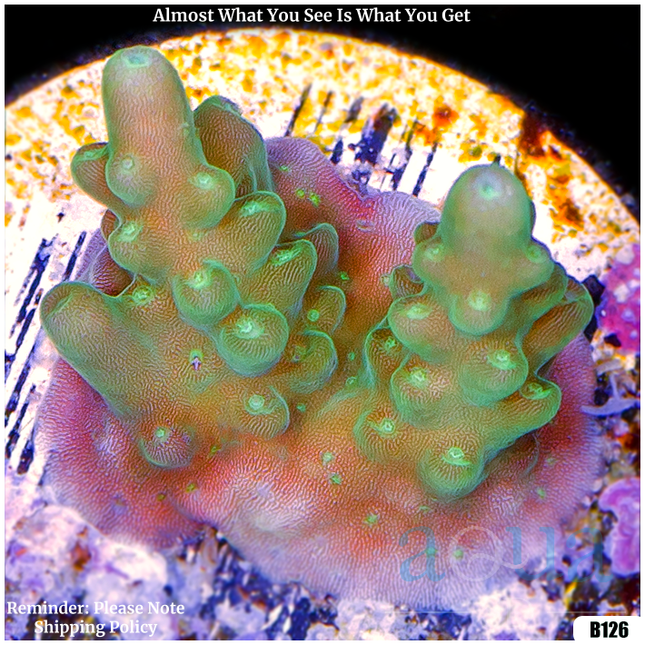 New Arrivals – Aqua SD