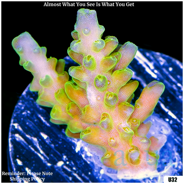 New Arrivals – Aqua SD