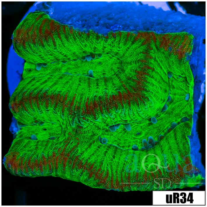 Grass Fields Favia Frag – Aqua SD