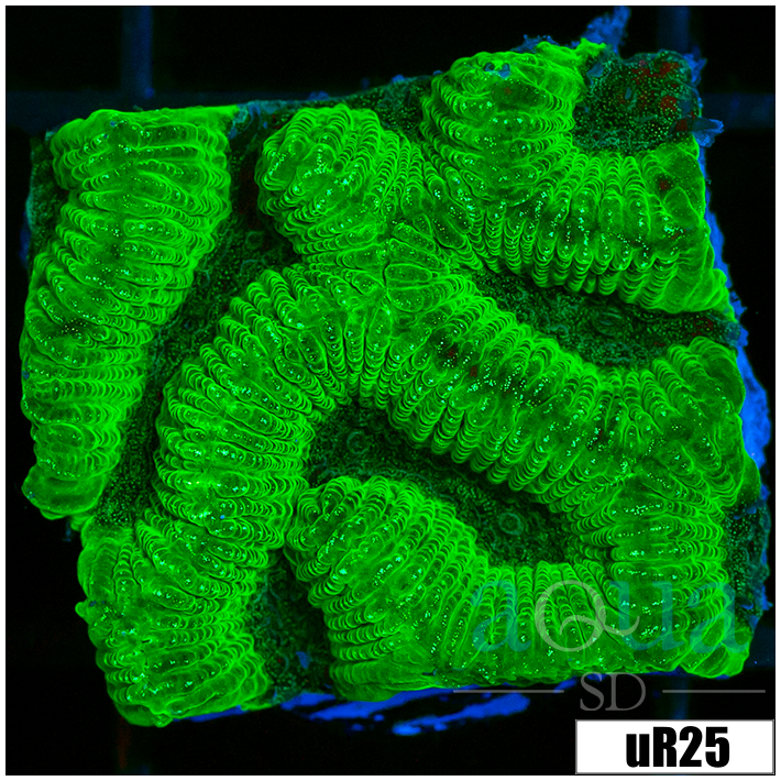Grass Fields Favia Frag – Aqua SD