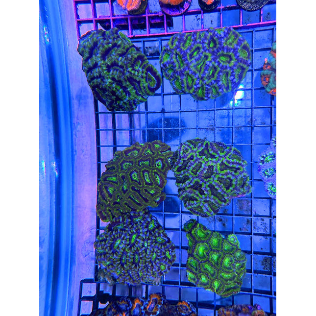 Acans – Aqua SD