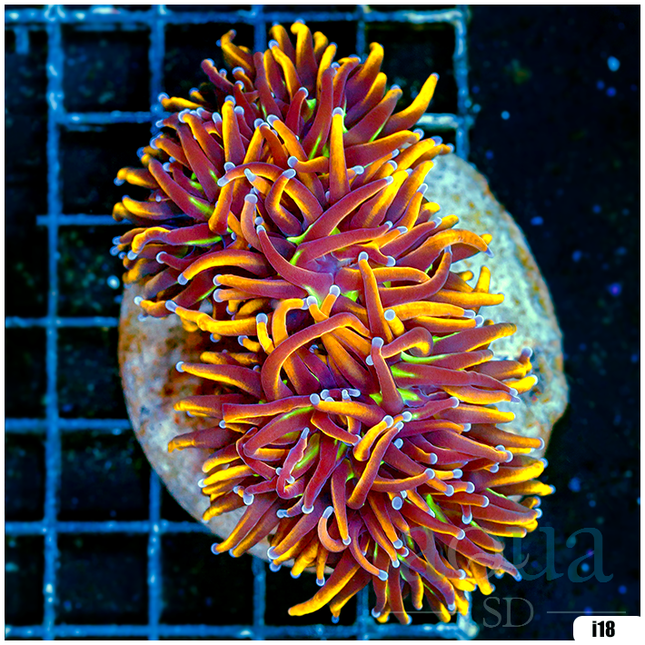 New Arrivals – Aqua SD